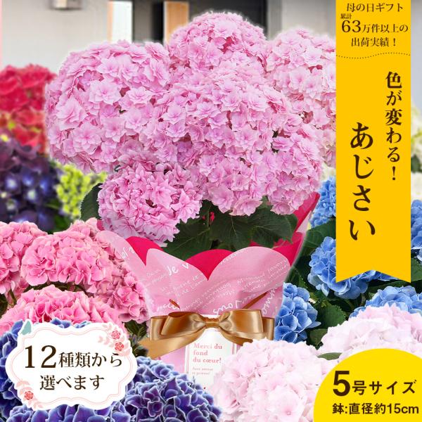 カーネーション以外の花を贈りたい方へお勧め、高規格品のあじさい限定！特別な日のあじさいだから、当店では5F規格品以上しか扱いません。豪華なあじさいを揃えられるのは、当店のお花は全て計画的に生産しているから。母の日のために計画的に生産していま...