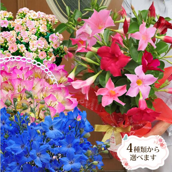 選べる4種類の「お花」 について■お花の種類デルフィニューム チア・ブルー/ブーゲンビリア ピンクレディ/マンデビラ リップギャル/カランコエ クララ / 全4種類　　■お花のサイズ鉢サイズ　5号鉢（鉢直径 15cm）　ブーゲンビリアのみ ...