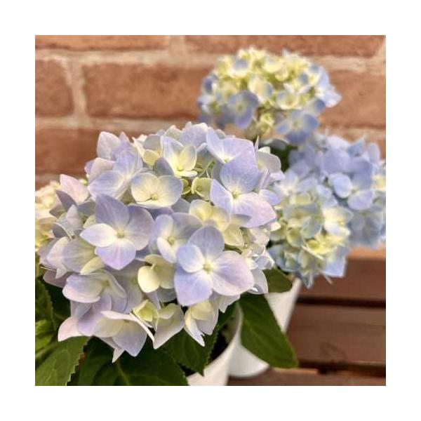 霧島の恵みは四季咲き品種です。5月ごろから開花し始め、秋には花や葉が紅葉して秋色になります。次々に花を咲かせるには、盛りが過ぎた花を切り戻すと、新芽が伸びて次の花を咲かせます。切らなくても次の花は咲きますが、花が遅くなります。液肥を1週間に...