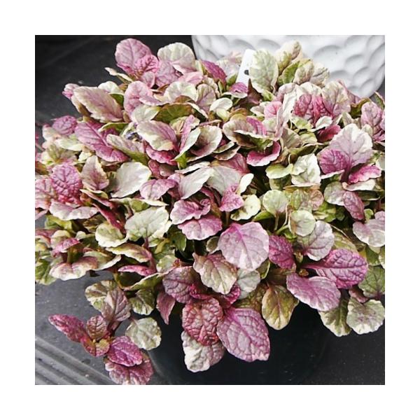 シェードガーデンで人気のアジュガです。暑さ寒さに強く強健なので植えたままであまり手間がかかりません。アジュガを植える・・・その気持ちがある方は園芸ではかなりの経験者・愛好家と言えるのでは無いでしょうか？ガーデニングと言えば可愛い花が咲く、キ...