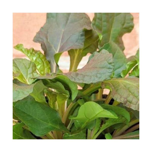 シェードガーデンで人気のアジュガです。暑さ寒さに強く強健なので植えたままであまり手間がかかりません。グランドカバーや寄せ植えに重宝します。■多年草■草丈：10〜20cm■開花期：5〜7月■お届けの状態：3号（直径9cm）ポット苗