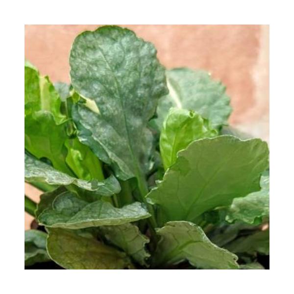 シェードガーデンで人気のアジュガです。暑さ寒さに強く強健なので植えたままであまり手間がかかりません。グランドカバーや寄せ植えに重宝します。■多年草■草丈：10〜20cm■開花期：5〜7月■お届けの状態：3号（直径9cm）ポット苗