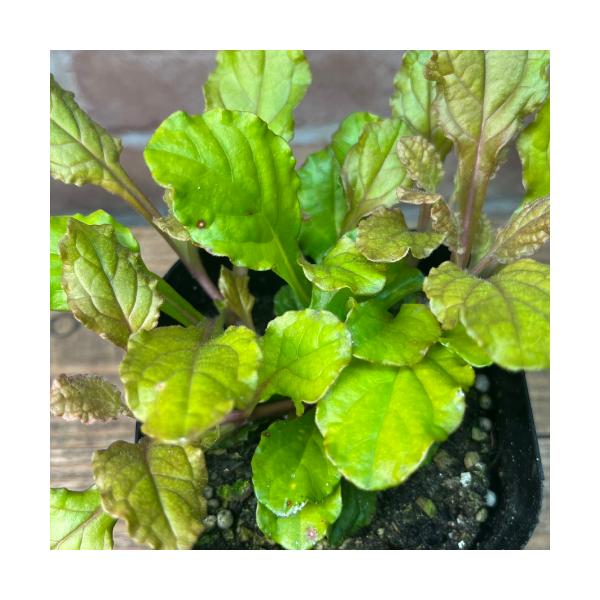 ■多年草■草丈：10〜20cm■開花期：5〜7月■お届けの状態：3号 (直径9cm) ポット苗■栽培説明書つき