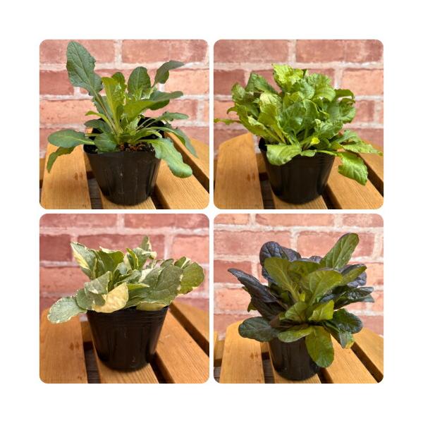 シェードガーデンで人気のアジュガです。暑さ寒さに強く強健なので植えたままであまり手間がかかりません。アジュガを植える・・・その気持ちがある方は園芸ではかなりの経験者・愛好家と言えるのでは無いでしょうか？■多年草■草丈：15〜20cm■開花期...