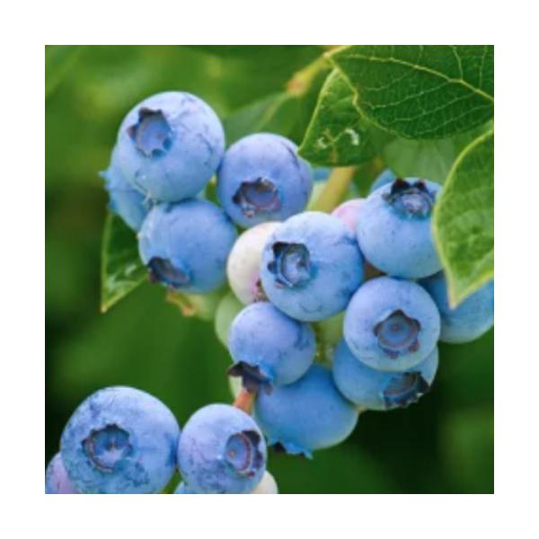 目に優しい果実としていつも話題のブルーベリー。ポリフェノール成分は生活習慣病の予防に効果的とされています。ブルーベリーの果実は日持ちしにくいので自家栽培が一番新鮮でグッド！より結実をよくするには異品種を近くで育てるといいですよ。■落葉低木（...