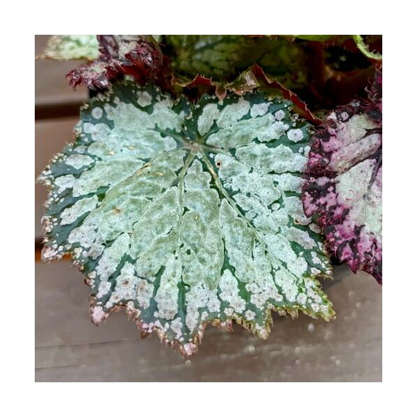 ベゴニアは種類が多く、その中でレックス種という物に様々な品種を掛け合わせてできたのがレックスベゴニア。だから葉色、形状も様々で観葉ベゴニアとして人気なのです。日陰でも育てられるし多年草。水管理も乾燥に強いのでお手軽です。落ち着いた色合いの中...