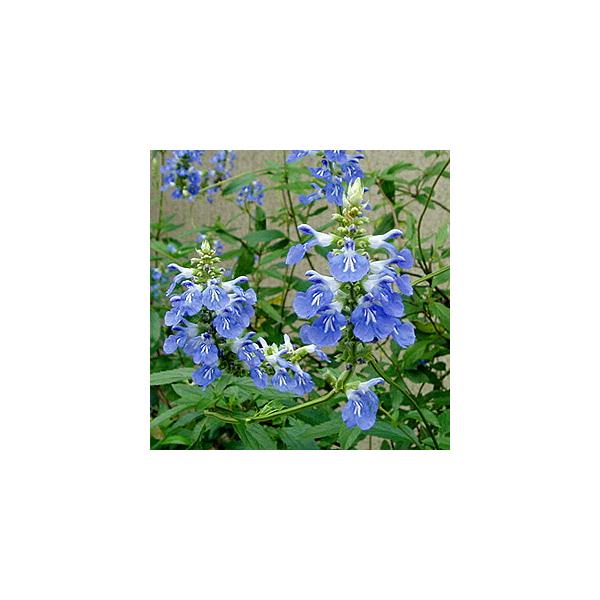 暑い時期はガーデニングする気も失せたりしますが、そんな暑い時期でも爽やかなスカイブルーの花を見せ楽しませてくれるボッグセージ。性質は強健で特に病害虫の心配もありません。ボッグは湿地を意味するのでお水は大好きですが蒸れにはご注意を。暑い日は夕...