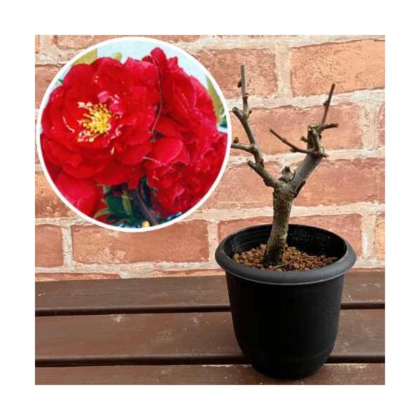 白梅、紅梅、ロウバイ等と並んで、春を感じさせる植木です。寒さ暑さに強いので育てやすいです。桜や藤の花が咲くのを待ちきれない方は、一足お先にこちらでお花見をどうぞ。実が瓜に似ているから木瓜(もけ)と呼ばれ、それがにごってボケになったそうです。...