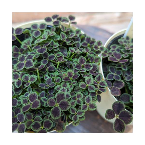 四つ葉のクローバーは自然の状態では発生率が5万分の1以下と言われています。 こちらの品種は３枚葉の普通のクローバーの中で、四つ葉がでやすい株を選抜して作られたものです。 黒葉の雰囲気も大人っぽくてカッコ良いです。グランドカバーや寄せ植えに使...