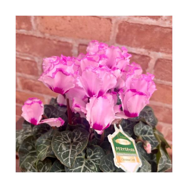 シクラメン「クリスマスキャロル」は、ふんわりと波打つ花びらと白とピンクの上品な色合いが魅力。玄関先やリビングに置くだけで、季節感のある華やかな空間にしてくれます。ギフトにもご自宅用にもおすすめ。寒い時期に長く楽しめるのも嬉しいポイントです。...
