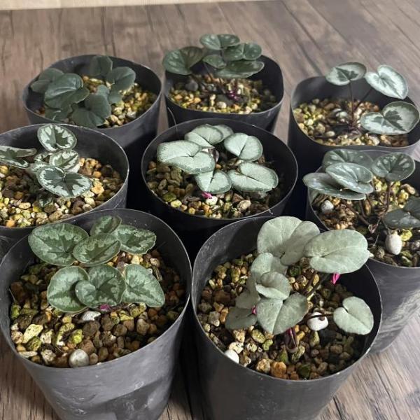 コウムは原種シクラメンの中でも耐寒性が強く、マイナス15℃前後まで耐えます。雪の中でも花を咲かせることがあります。丸みのある小さめの花はとても可愛らしく、葉のバリエーションも豊富で、花のない時期はカラーリーフとしても楽しむことができます。丈...