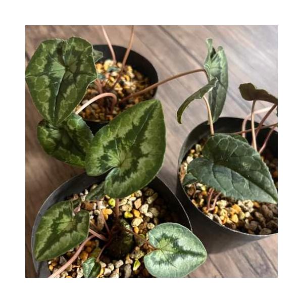 ヘデリフォリウムは原種シクラメンの中でも強健で育てやすく、暖地、寒冷地でも庭植えが可能です。9月中旬頃から初冬頃まで小さめの花が先に開花し、花の後に葉が出てきます。環境が合うと、こぼれ種でも広がります。年間を通して、風通しの良い半日陰で管理...