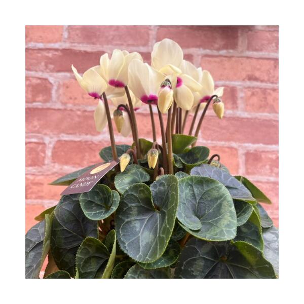 岐阜県が開発した2025年の新品種です！赤色やピンク色、白色が多いシクラメンにおいては、なかなかに珍しい黄色のシクラメン。花弁の発色も良好です。可愛らしい丸葉も珍しく、特徴的。花弁が大きいので、開花時にボリューム感があり、とても華やかです。...