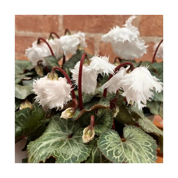 優雅なスワンの羽がはばたくような、上品なシクラメンです。寄せ植えや鉢植にして、レースカーテン越しの窓辺か、光の入る玄関などに置くと、華やかなアクセントになります。5度〜18度が適温です。暖房の効きすぎた部屋はNGですのでご注意ください。冬は...