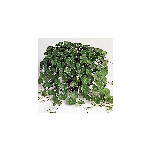 寄せ植えでもハンギングでもグランドカバーでも楽しめるハート型のかわいい葉っぱが美しいディコンドラ。暗くてジメっとしたところは苦手なので明るいところで管理してください。プミラやワイヤープランツと同じように多少踏まれてもワサワサ茂ります。■半耐...