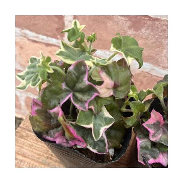 小さな掌のような可愛らしい葉が特徴の、カラーリーフタイプのゼラニウムです。葉の縁には白い縁取りがあり、冬にはほんのりピンクに色づき、季節の変化を楽しませてくれます。生育旺盛で、よく分枝しながらコンパクトにまとまり、次々と花が咲き続けるので、...