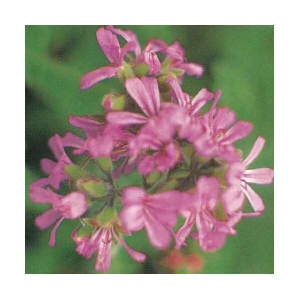 「蚊」や「ハエ」が嫌うとされているハーブ。ロバーズレモンローズゼラニウムは、爽やかなレモンと華やかなローズが混ざり合ったような香りが魅力のハーブゼラニウムです。香りのある葉には虫よけ効果があるとされ、特に蚊を寄せつけにくいといわれています。...