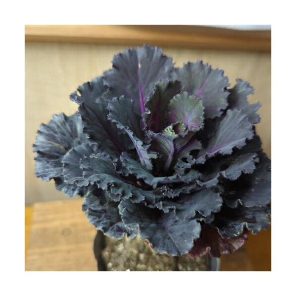 冬花壇の主役とも言える葉牡丹。様々なカラーがありますが本品は俗に言うブラック葉牡丹。マットなブラックは明るい色のお花と組み合わせる事で引き立て役にもなります。雪にとても良く合い、冬の到来を感じさせます。正月の飾りとしても親しまれ、古く江戸時...