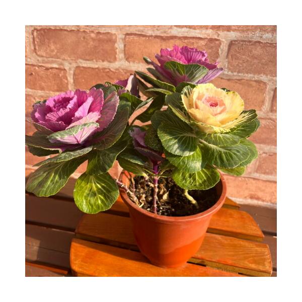 キラキラ華やかに見えるラメ付きの葉ボタンです！寒さに強く、手入れも楽で、春まで長く楽しめます。冬花壇の主役とも言える葉牡丹。雪にとても良く合い、冬の到来を感じさせます。正月の飾りとしても親しまれ、古く江戸時代から切花や寄せ植えの他、上級者の...