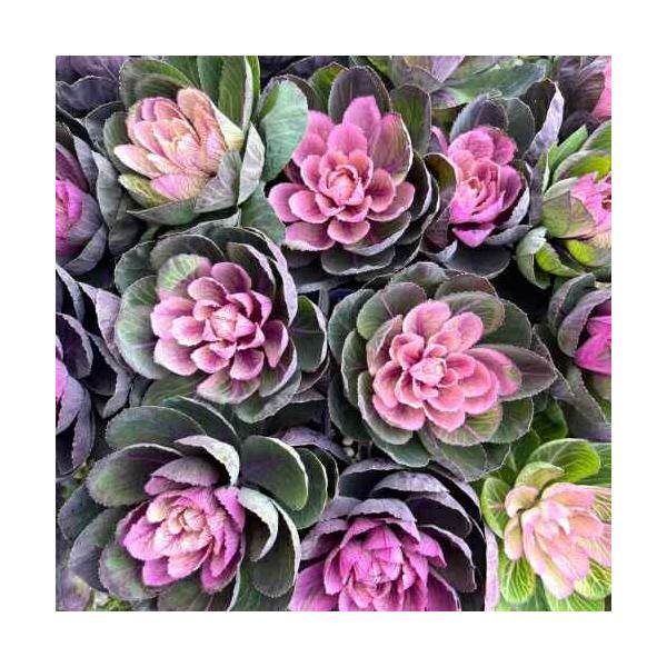 冬花壇の主役とも言える葉牡丹。雪にとても良く合い、冬の到来を感じさせます。正月の飾りとしても親しまれ、古く江戸時代から切花や寄せ植えの他、上級者の方はハンギングボールや 絵柄を作ったりして楽しめます。色幅がありますので、色の指定などはできま...