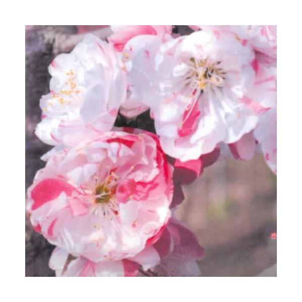 桃は古来より災いを除き、福を招くとされてきた縁起木です。花桃は花を鑑賞するために改良された桃で、桜の咲く頃より少し前に艶やかな花を咲かせます。翌年花を多く咲かせるために、花が終わったらすぐに樹形を整えるように、新梢が沢山出るように剪定すると...