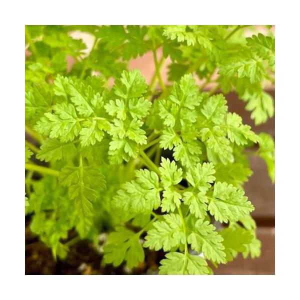 フランス料理によく使われるハーブで、フランス人は「美食家のパセリ」と呼んでいます。パセリよりも甘い香りがします。鉄分やビタミンを多く含んでおり、サラダはもちろん、スープやオムレツ、肉料理や魚料理にも利用できます。日当たりが良い場所で育てると...
