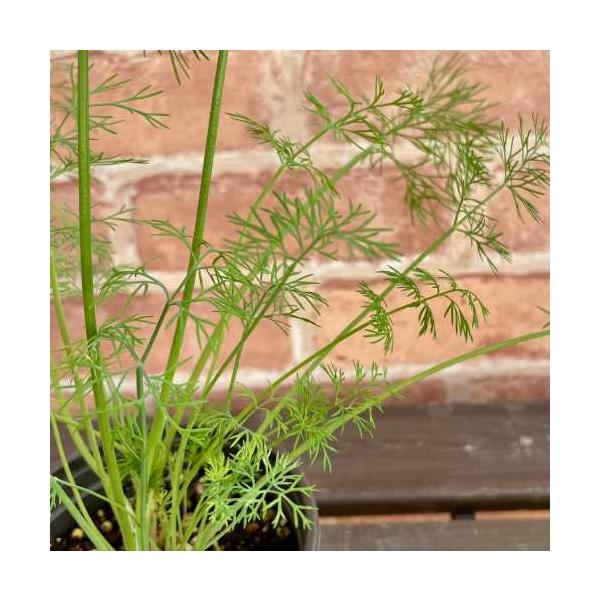 昔から魔よけの洗眼剤などに使われてきました。また、ヨーロッパでは魔女のほうきに使われたという言い伝えもあります。軽く辛みのある葉は魚料理やピクルスなどと相性がよく、サラダ、パン、カレーなどにも広く利用できます。日当たりと水はけのよい場所を好...