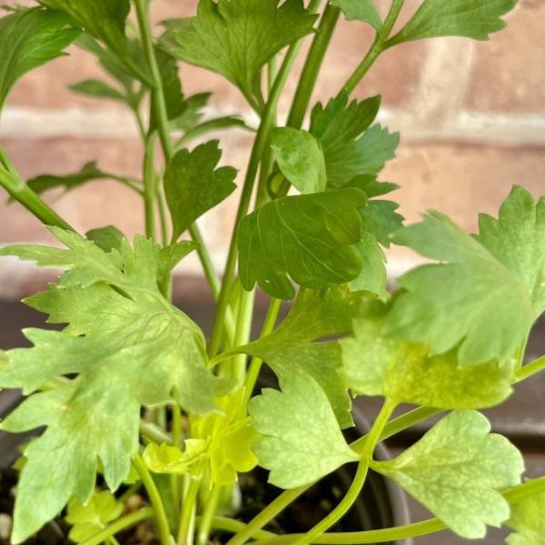 古い時代に原種セロリとして中国に入り、改良されないまま現地に残ったと言われています。全体にセロリより強い香りがして、大きく生長します。スープやドレッシングなどに利用できます。日向から半日陰でやや湿り気のある場所を好みます。半日陰で育てた方が...