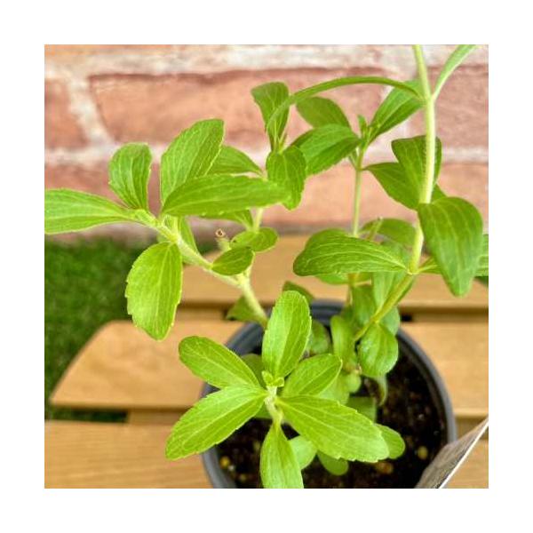 甘味料としての利用で有名ですね。葉を収穫して乾燥させハーブティーなどの甘味付けに利用できます。また煮てシロップを作ったり、乾燥させたものを粉にして果物や野菜の栽培で甘みを出す肥料としても利用できます。■多年草(冬期地上部は枯れます)■開花期...