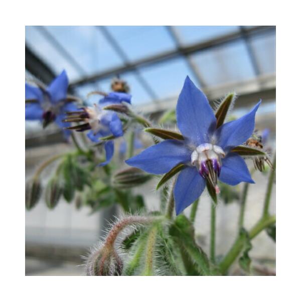 星形の青い花が美しく、咲いたお花は砂糖漬けにしてエディブルフラワーや、ハーブティーとして利用されます。花を楽しむ場合以外で葉を用いる場合はあまり大きく育てずに適宜、切り戻しをしてコンパクトに育てます。外側の大きくなりすぎた葉などは根元から切...