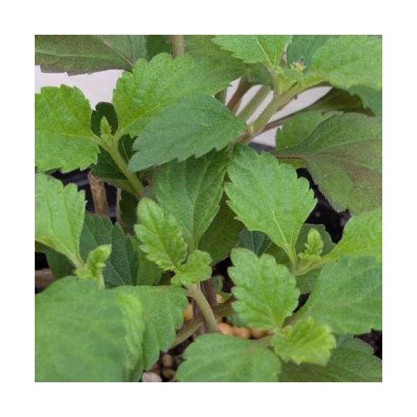昔から甘味料や薬用、シロップなどに利用されてきたハーブです。原産地ではマテ茶の甘味料として使用されていました。ヒメイワダレソウの仲間で、横へ横へと伸びていきますので、グラウンドカバーには最適。暑さにも強く、繁殖力も強いので、育てやすいです。...