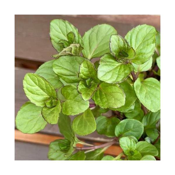 オレンジのように爽やかな柑橘の香りがする品種です。香りの成分には、神経の高ぶりや怒りなどをクールダウンする効果があり、疲れた心を癒す効果もあるといわれています。フレッシュでの使用ならハーブティー、ドライでの使用はポプリがおすすめです。ミント...