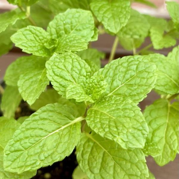 ミントほど主張しない程度の、レモンやライムに似た爽やかな香りがします。その香りは精神的ストレスを解消する作用があり、ハーブティーやハーブバスで利用するとリラックス効果があります。古くから長寿のハーブともいわれており、最近の研究では学習や記憶...