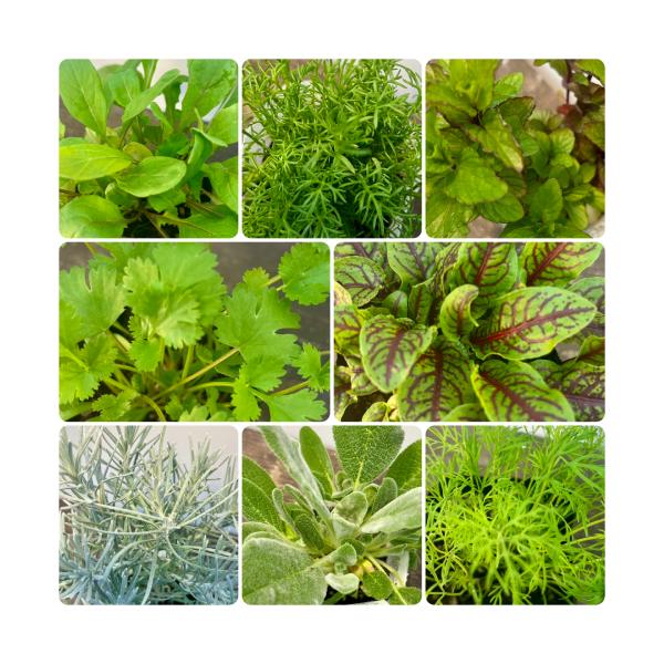 ハーブと言ってもその種類や効能は様々。ルッコラやパクチー、パセリなど、料理でお馴染みのものから、マジョラムやチャービル、フィーバーヒューなど、ちょっと通な方向けのものまで、人気の品種を20種類も取り揃えてみました。たくさん育てて、料理に使っ...