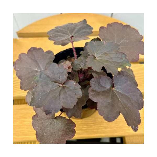 今人気のカラーリーフプランツです。北アメリカ原産の耐寒性常緑多年草です。日陰に彩を添える、切り花でも人気のヒューケラ (ツボサンゴ)。耐寒性耐暑性ともに優れているので、丈夫でよく育ちます。光沢がある赤紫色の葉がモダンな雰囲気を醸し出していま...