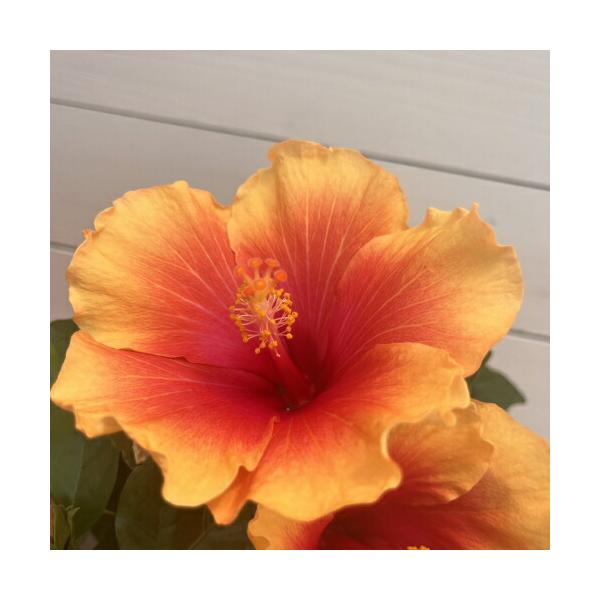 ハイビスカスは一つ一つの花が大きく、お互いにぶつからない様に一度に枝一面に咲くことはしません。その代り花が終わるころには次の蕾が膨らみ、常にどこかしらに花が咲いているような形を見せてくれます。もちろん、環境によって差はありますが・・・・そし...
