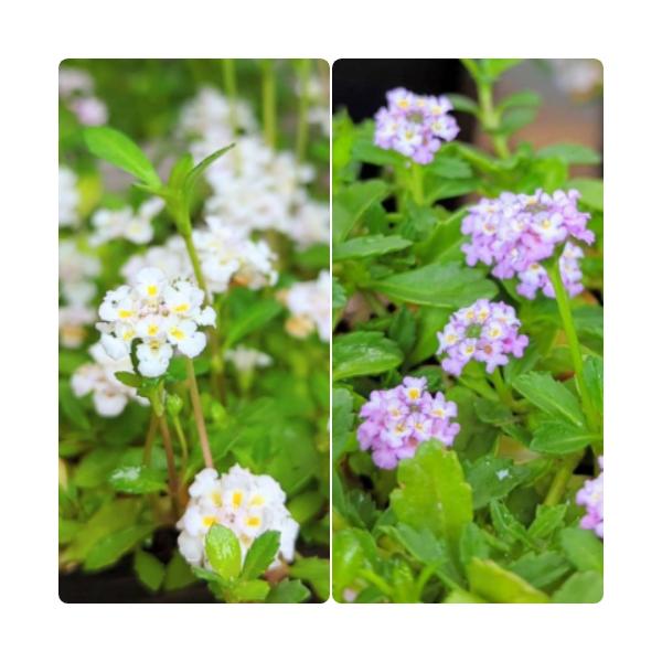 1ｍ四方で4〜5ポット植えます。後は2〜3か月もすれば勝手に広がって、花カーペットの出来上がり。2cm位の可愛い花がちらほら咲くし、何と言っても地温・地熱上昇を防いでくれるので緑のカーテンならぬ、緑のカーペットとしても人気。冬には一回地上部...