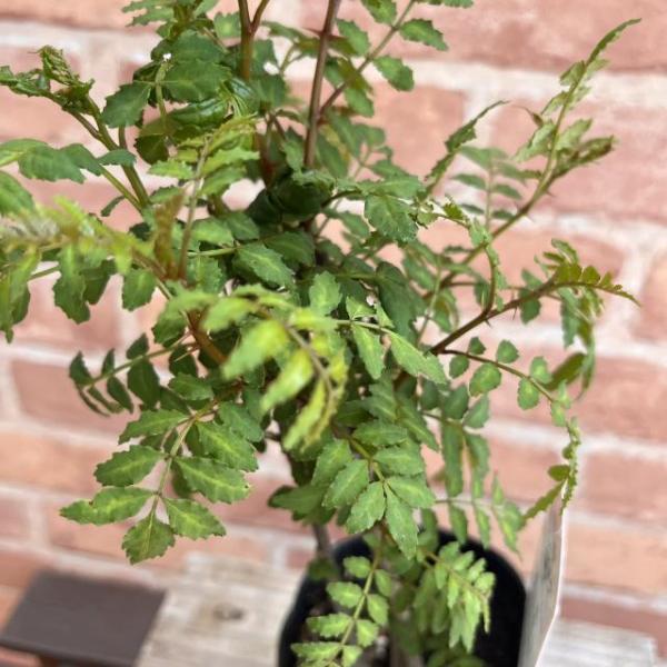 耐寒性があり、日本全国で栽培可能です。乾燥が苦手なので水はしっかりと。山椒にはオスとメスが有りますが葉山椒は「オス」。なので結実はしません。葉の香りが良く、食用になります。■落葉低木■開花：しません■草丈：その気になれば２ｍ位にも■お届け時...