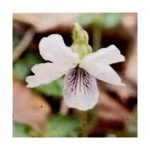 パンジービオラとは異なり、すみれは宿根草です。大事に育てていただければ1株で鉢一杯に広げられますし、大きく育てば株分けも出来る様になります。香りが強い品種もあり、品種によって芳香の強弱はありますが、満開時は素晴らしい香りに包まれますよ。花色...