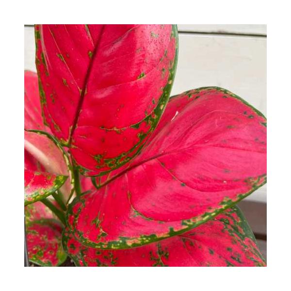 アグラオネマ・ビューティーは緑色の葉にピンクや赤の不規則な斑が入る品種です。アジア各国では「幸運を招く植物」のシンボルとしても親しまれています。耐陰性が高く、レースカーテン越しの柔らかい光が入るリビングやオフィスでの管理に最適な一鉢です。■...