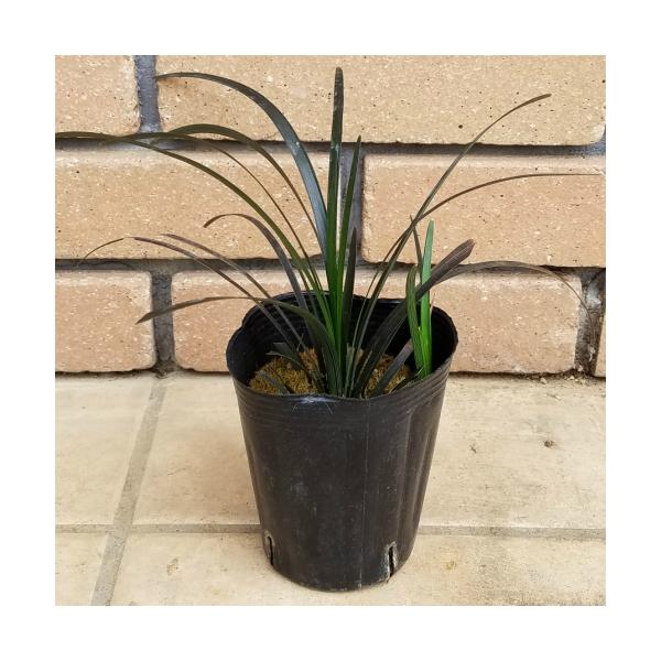 リュウノヒゲの仲間の一つ「黒竜」。黒紫色に光る艶のある葉が特徴。似たような物で緑葉の玉竜というのが有りますが玉竜は増えやすいのでとても安価で販売されますが黒竜はなかなか増えないのでお値段高め。初夏には紫色の花も覗かせます。低温期でも黒葉が元...