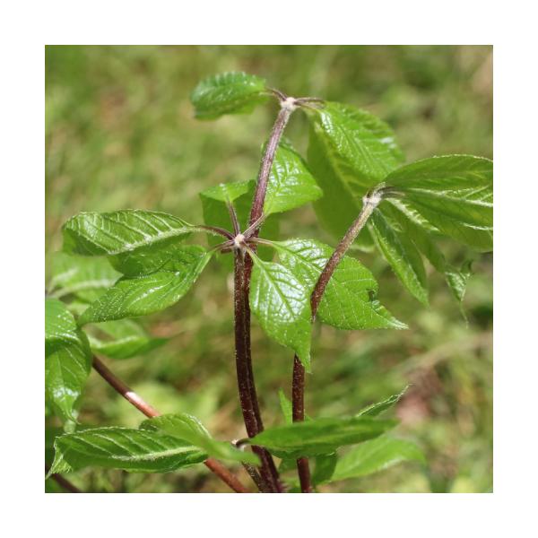 コシアブラは、その昔この樹木から樹脂をろ過して油をとっていたことに由来するそうです。若芽は山菜として、天婦羅などにするのがオススメですね。日当たりを好むので、日向の水はけのよい場所で育ててください。■落葉高木■開花期：7〜9月■樹高：〜20...