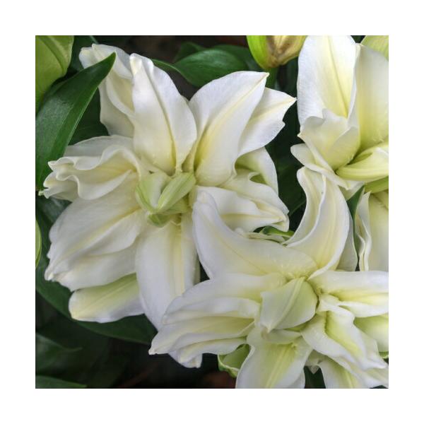 清らかな純白の大輪花を咲かせるオリエンタル系ユリ。花弁の中央にイエローが差し、外側の白へのグラデーションが爽やかで清楚な印象を与えます。花付きが良く、切り花にすると高級感を演出。強い芳香も楽しめるため、ギフトにも適しています。■開花期:7月...