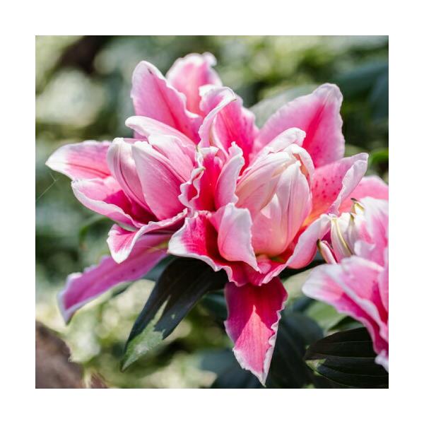 鮮やかなローズピンクの花弁に白い縁取りが入る、華やかなオリエンタル系ユリ。大輪で存在感がありながら、上品な色合いが魅力です。強い香りを持ち、切り花や庭植えにおすすめ。開花は夏で、花壇の主役としても人気があります。■開花期:7月■草丈：100...