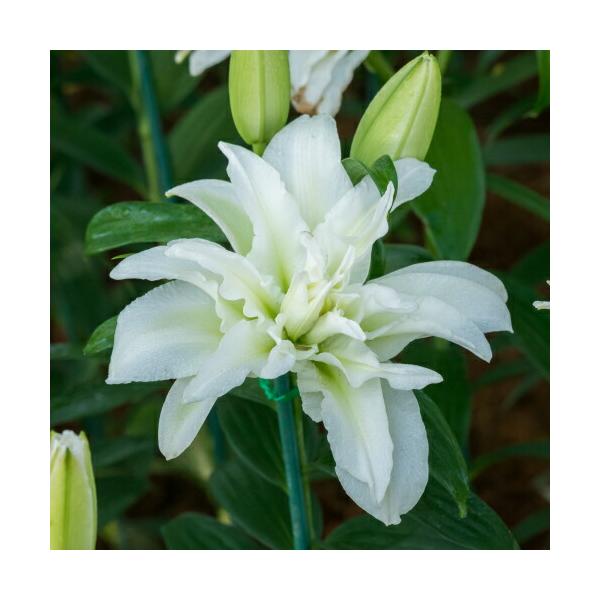 すっきりとした純白の花弁に、しっかりとした波打つ形が特徴的な品種。花は大きくボリュームがあり、真夏の庭を涼やかに彩ります。強健で育てやすく、鉢植え・庭植えともに楽しめます。純白の花姿はブライダルやフラワーアレンジにも人気です。■開花期:7月...