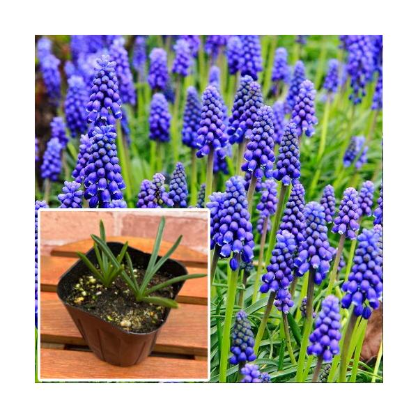 春の訪れを告げる、澄んだ青が美しいムスカリ「アルメニアカムブルー」。芽出し済みのポット苗なので、植え付け後は比較的早く成長を楽しめます。小さなベル型の花が集まって咲く姿はとても愛らしく、花壇や寄せ植え、鉢植えにもおすすめ。ナチュラルガーデン...