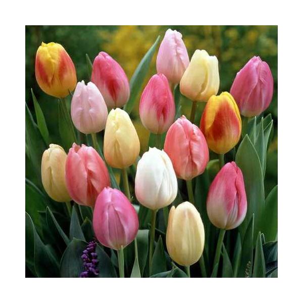 パステル調の柔らかいカラーをミックス50球でお届けします。基本としては赤、白、黄色、オレンジ、ピンク等の系統ですが、全てパステル調の優しい色合いですので、咲いたときに原色とは違ったとても明るいお庭になります。まとめて50球を1パックにしての...