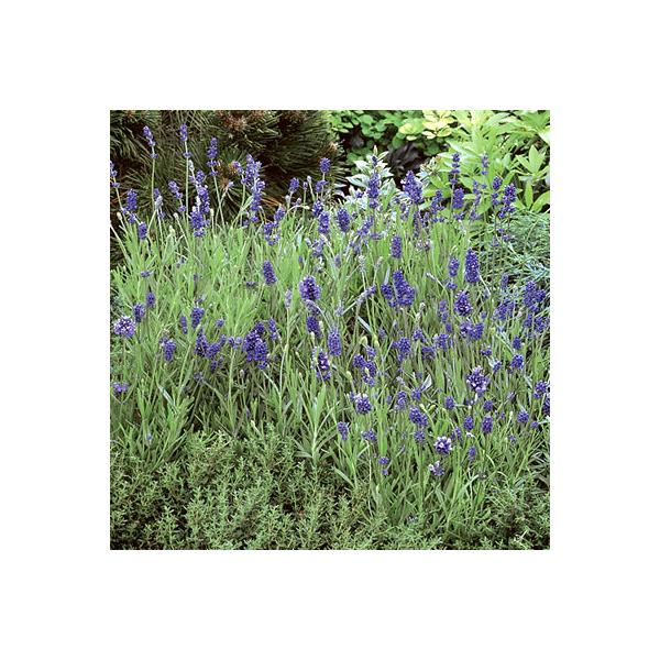 ラバンディン系のラベンダーです。ご家庭でも 大変育てやすいうえに、花がたくさん咲いて長く楽しめる、ガーデナーには嬉しいラベンダーです。耐寒性と耐暑性に優れており、春と秋の２回咲きます。■耐寒性常緑低木■開花：5〜9月■草丈：30〜40cm■...