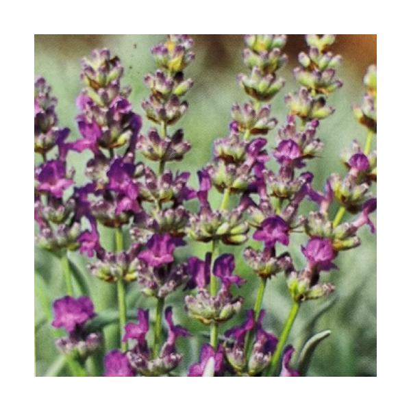 ラベンダーのラバンディン系は香りが強く、精油が多く含まれています。茎が太めで、花の部分がふっくらしており、見た目が稲穂のような姿をしています。耐寒性・耐暑性ともに強く、生育旺盛なので、育てやすいです。この品種は、開花時期が早く、花期が長いの...