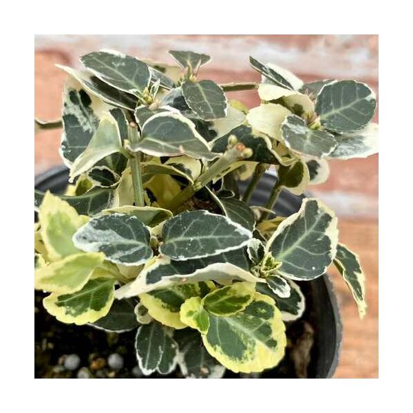 白斑の葉がつる状に伸びて、寄せ植えのアクセントになります。常緑の細かい葉が美しく、這うように伸びていくので、グラウンドカバーや壁面緑化に最適です。季節により葉色は変化して、冬には紅葉して赤くなるので、カラーリーフとしても楽しめますよ。耐寒性...